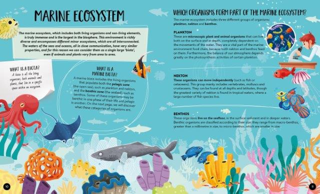 Sassi What How and Why The Sea Book and Poster – Axis Toys & Gifts